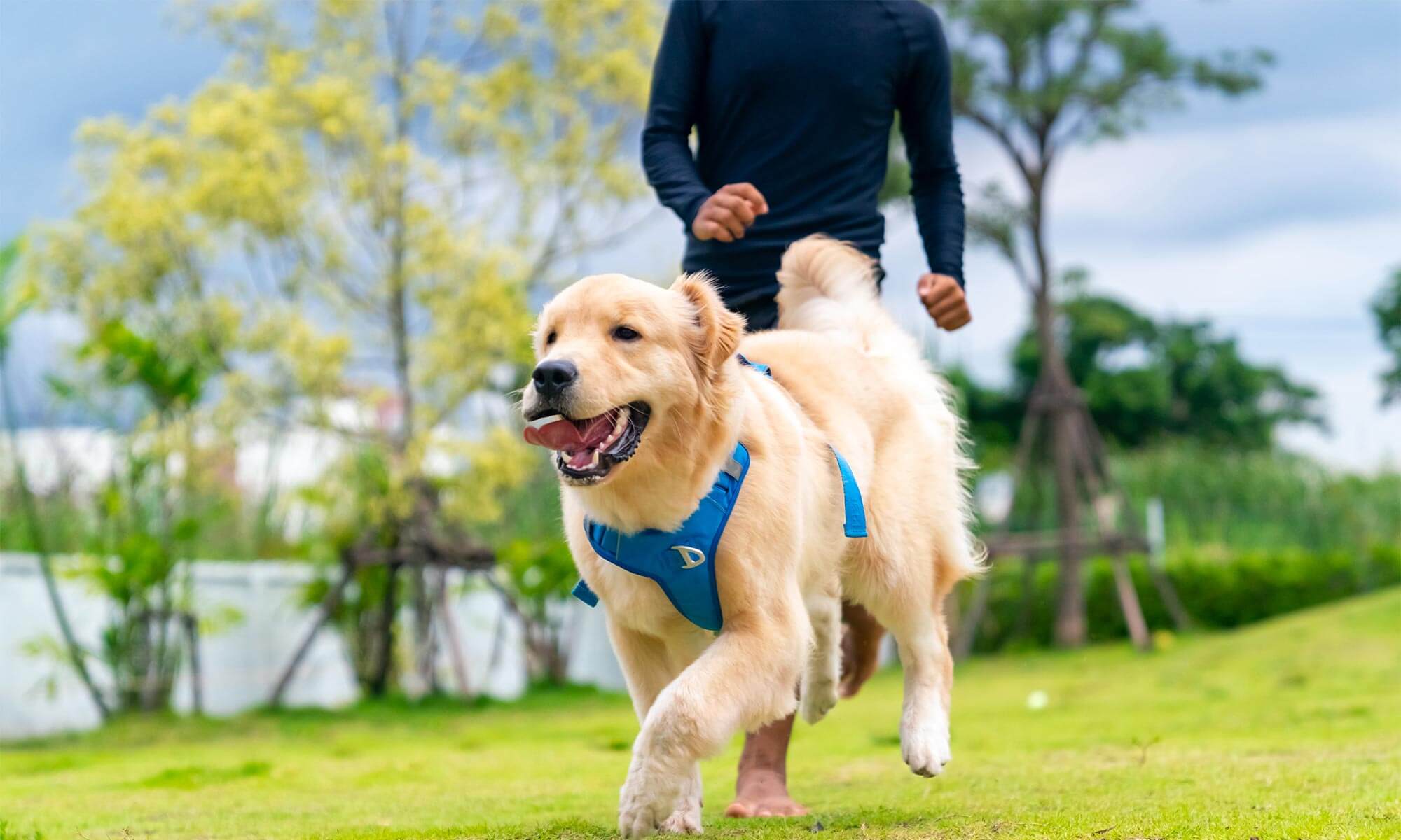 Veterinarian in Hixson, TN | Vetopia Animal Health